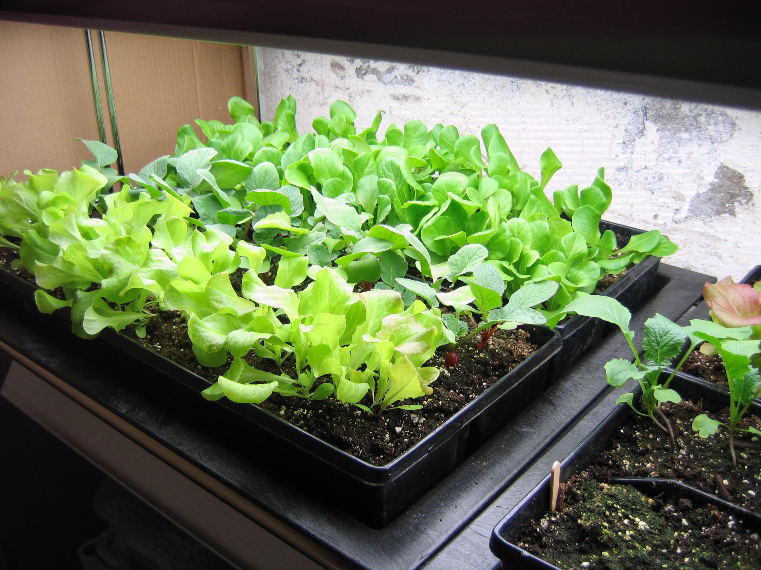 Growing A Winter Indoor Salad Garden The Basics Growing North