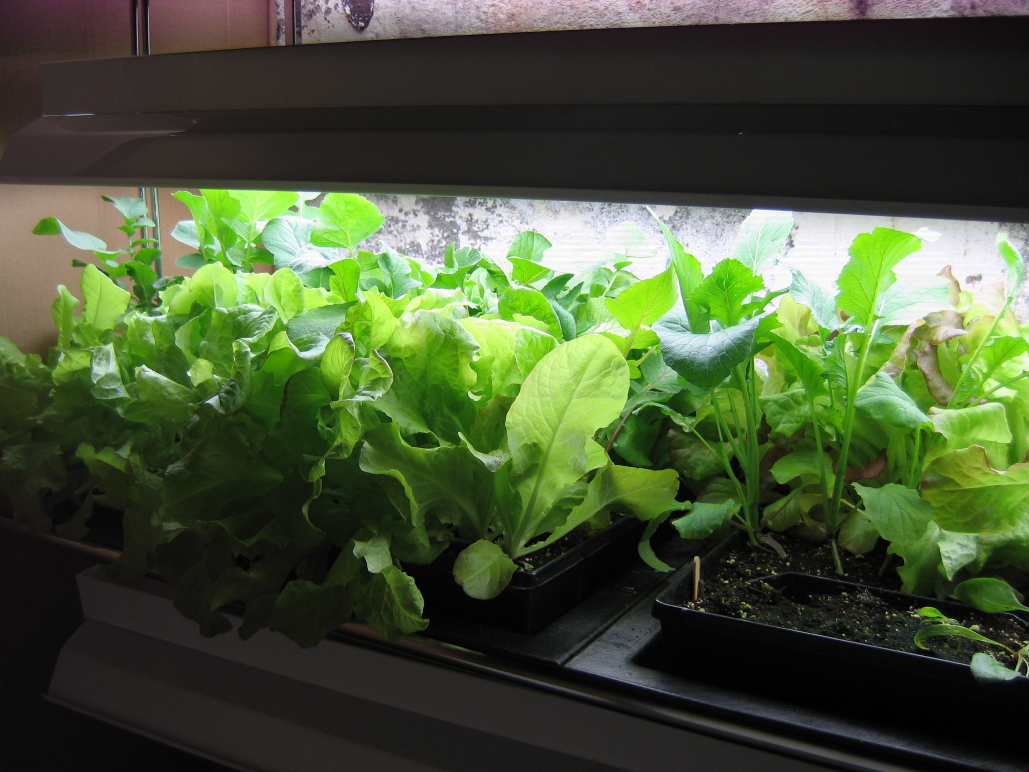 Growing a Winter Indoor Salad Garden – The Basics – Growing North
