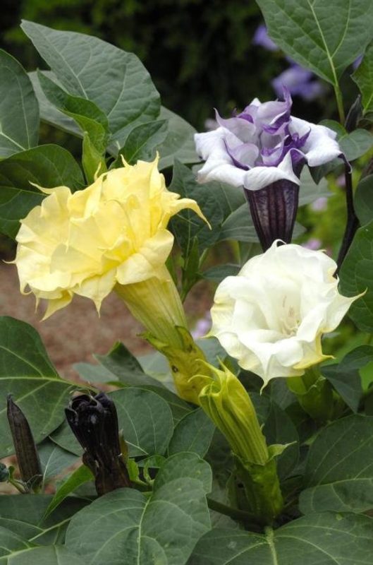 Datura – Purple Ballerina – Growing North
