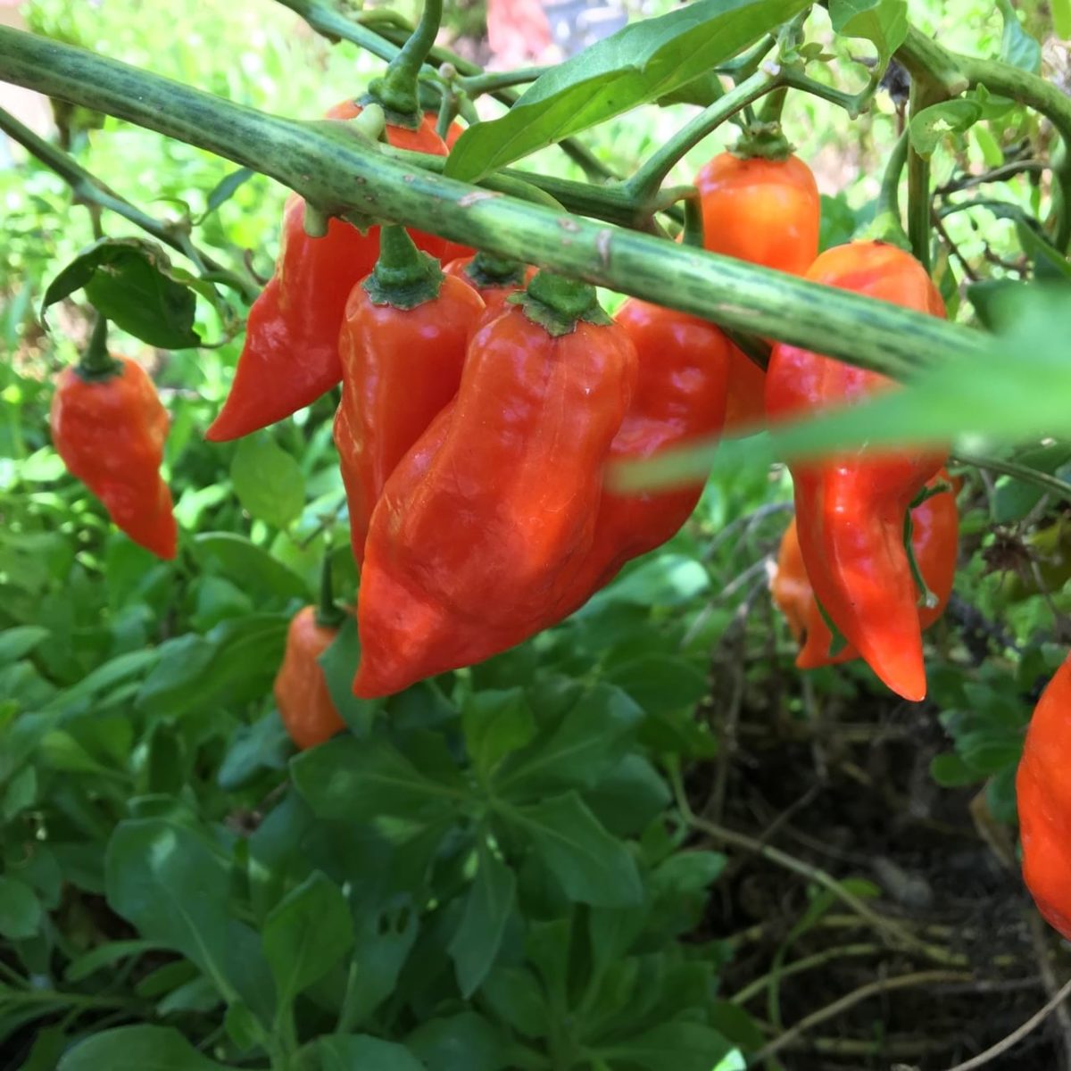 Sweet Pepper – Habanada – Growing North