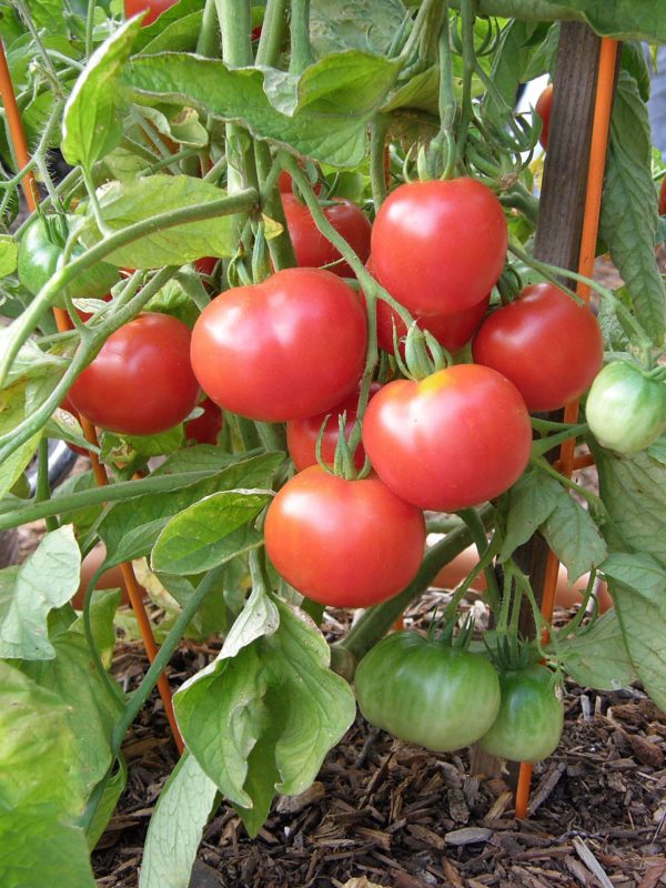 Tomato – Super Bush (Table) (F1) – Growing North