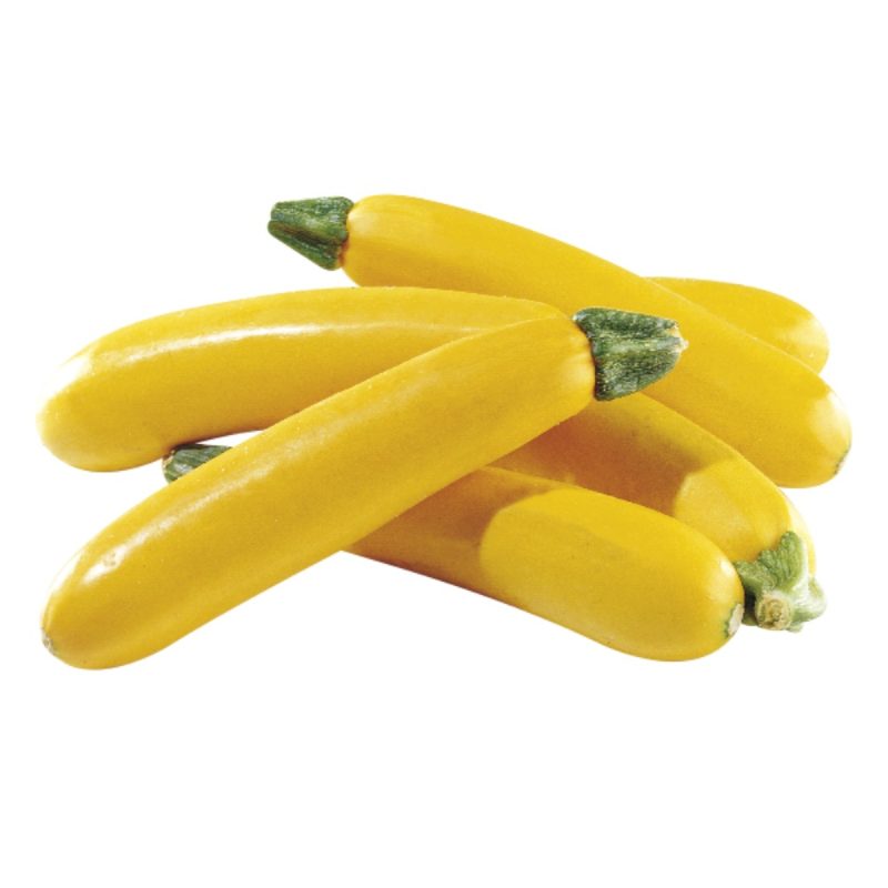 Squash – Yellow Zucchini – Growing North