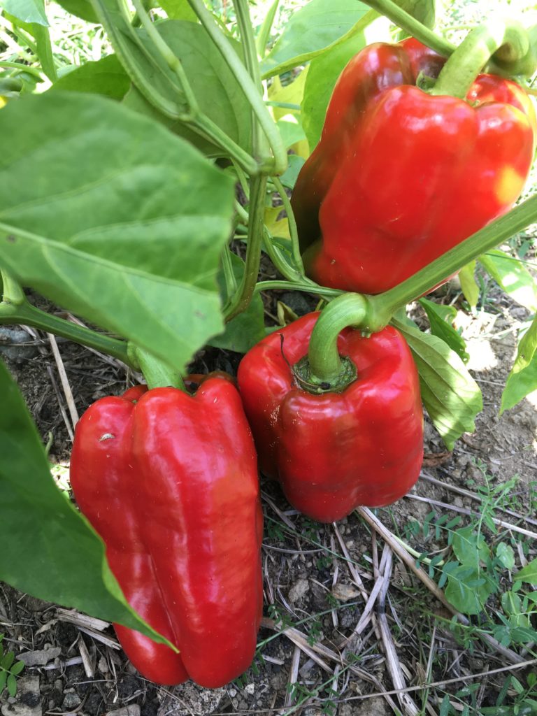 Sweet Pepper – King of the North – Growing North