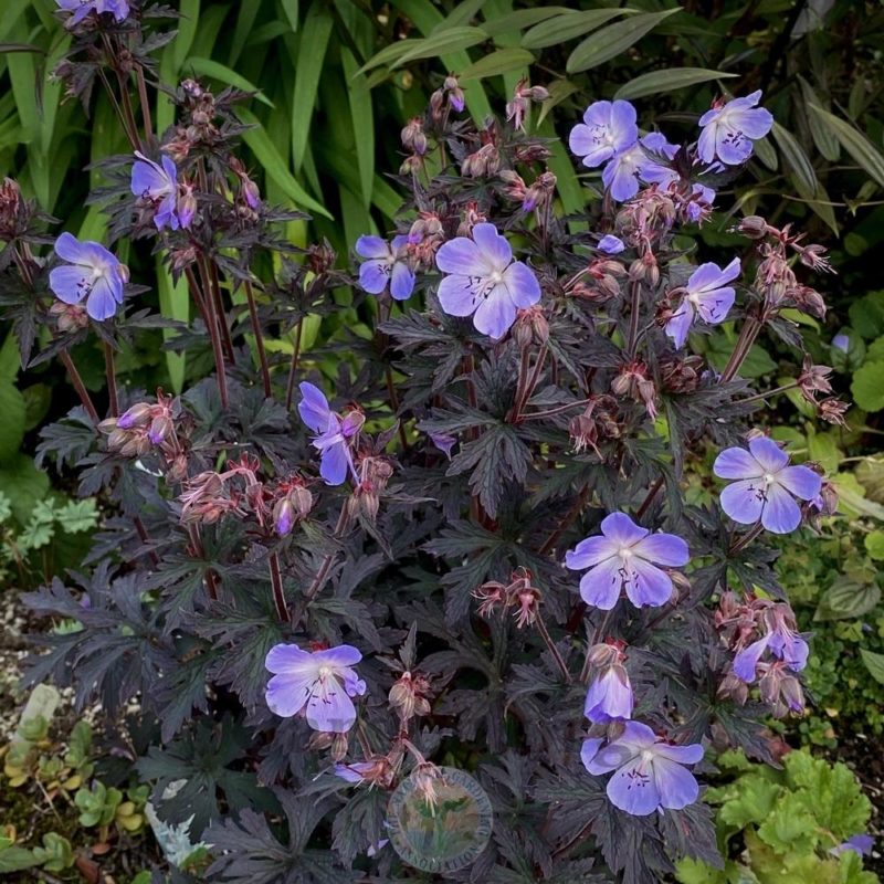 Hocus Pocus Cranesbill (Perennial Geranium) – Young Plants – Growing North